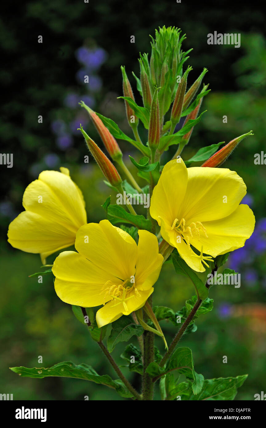 Common Evening Primrose (Oenothera biennis), flowers and buds, Bavaria ...