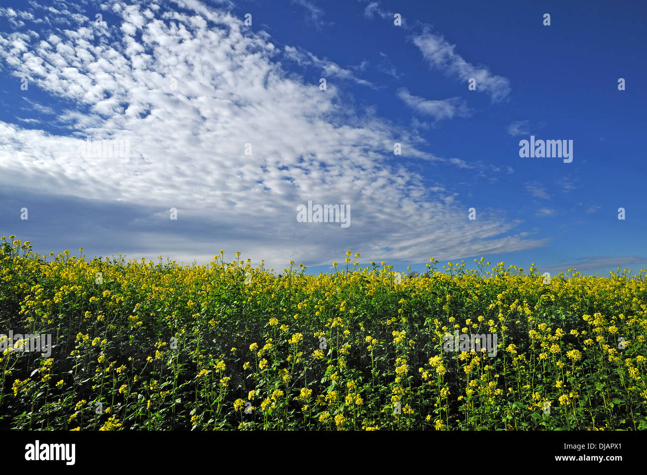 Flowering Mustard field (Sinapis arvensis), Bavaria, Germany Stock ...