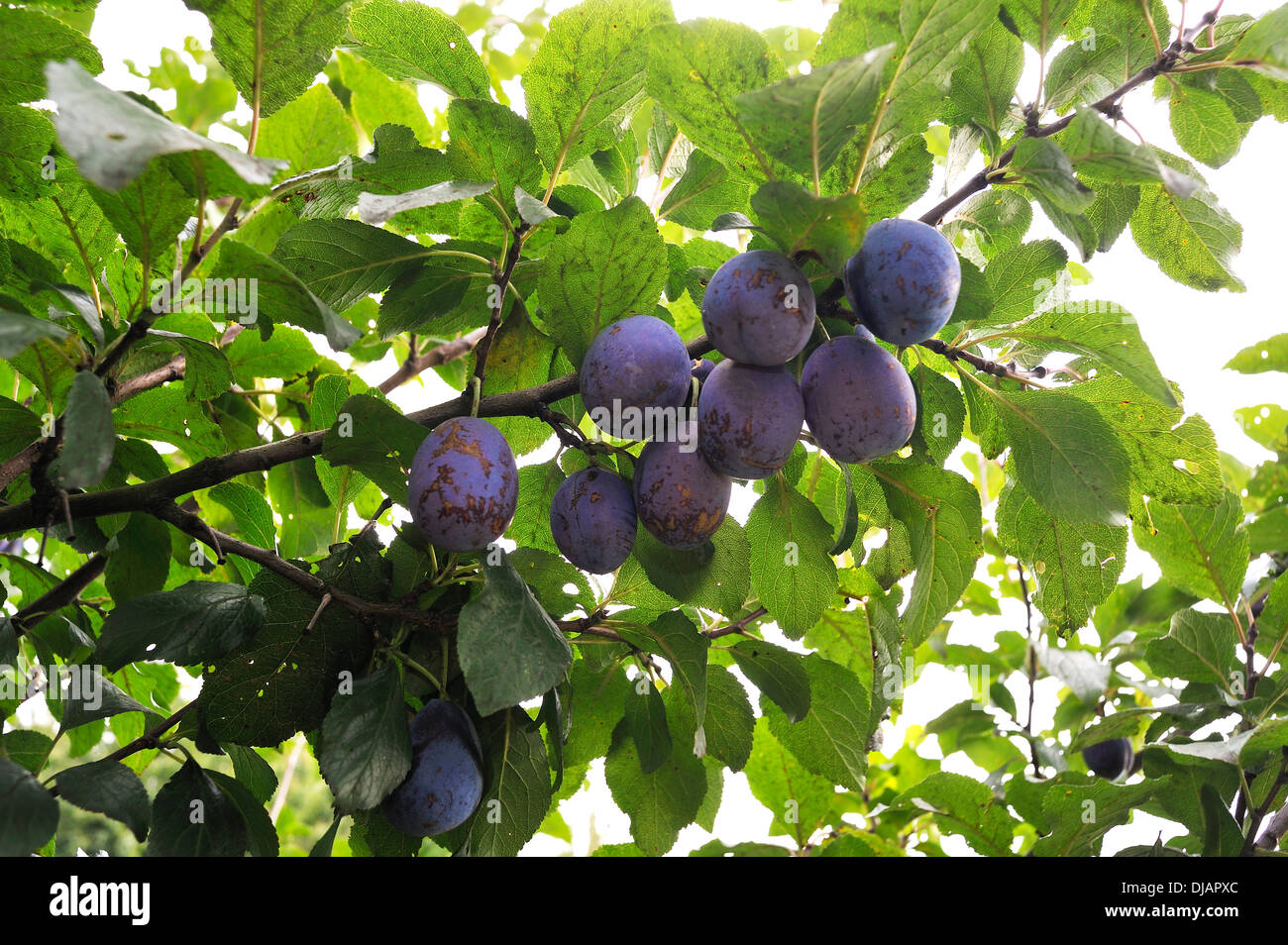 Ripe Plums or Damsons (Prunus domestica) growing on a tree, Bavaria ...