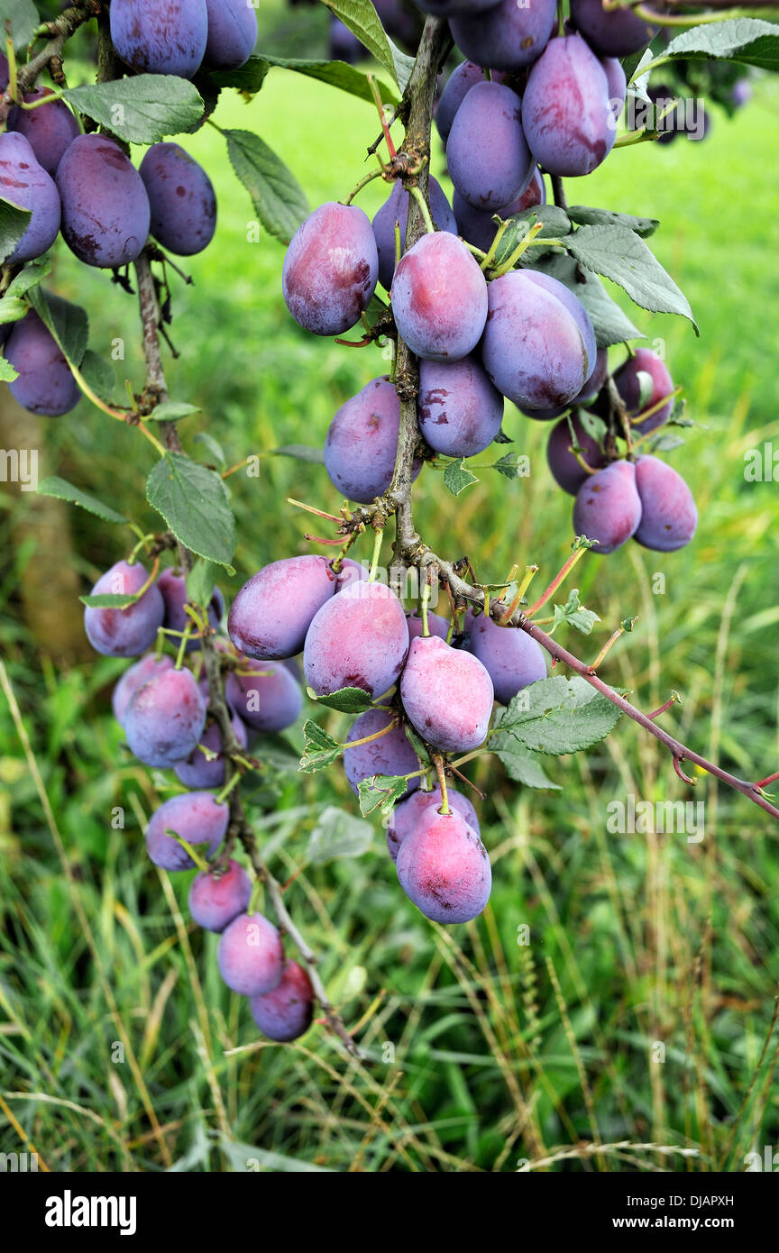 Ripe damsons growing tree hi-res stock photography and images - Alamy