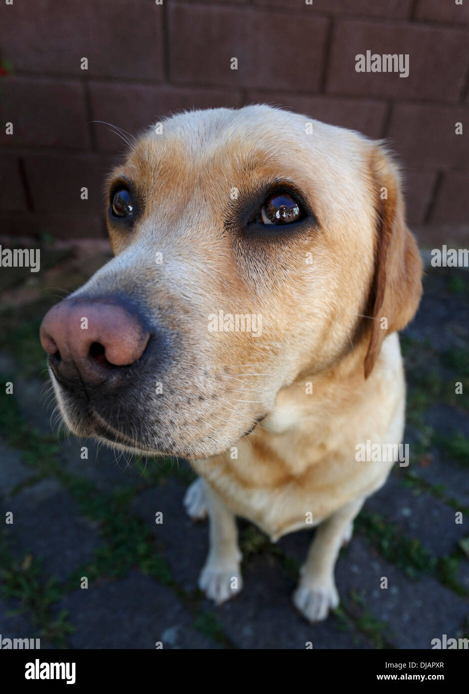 Distorted dog head hi-res stock photography and images - Alamy