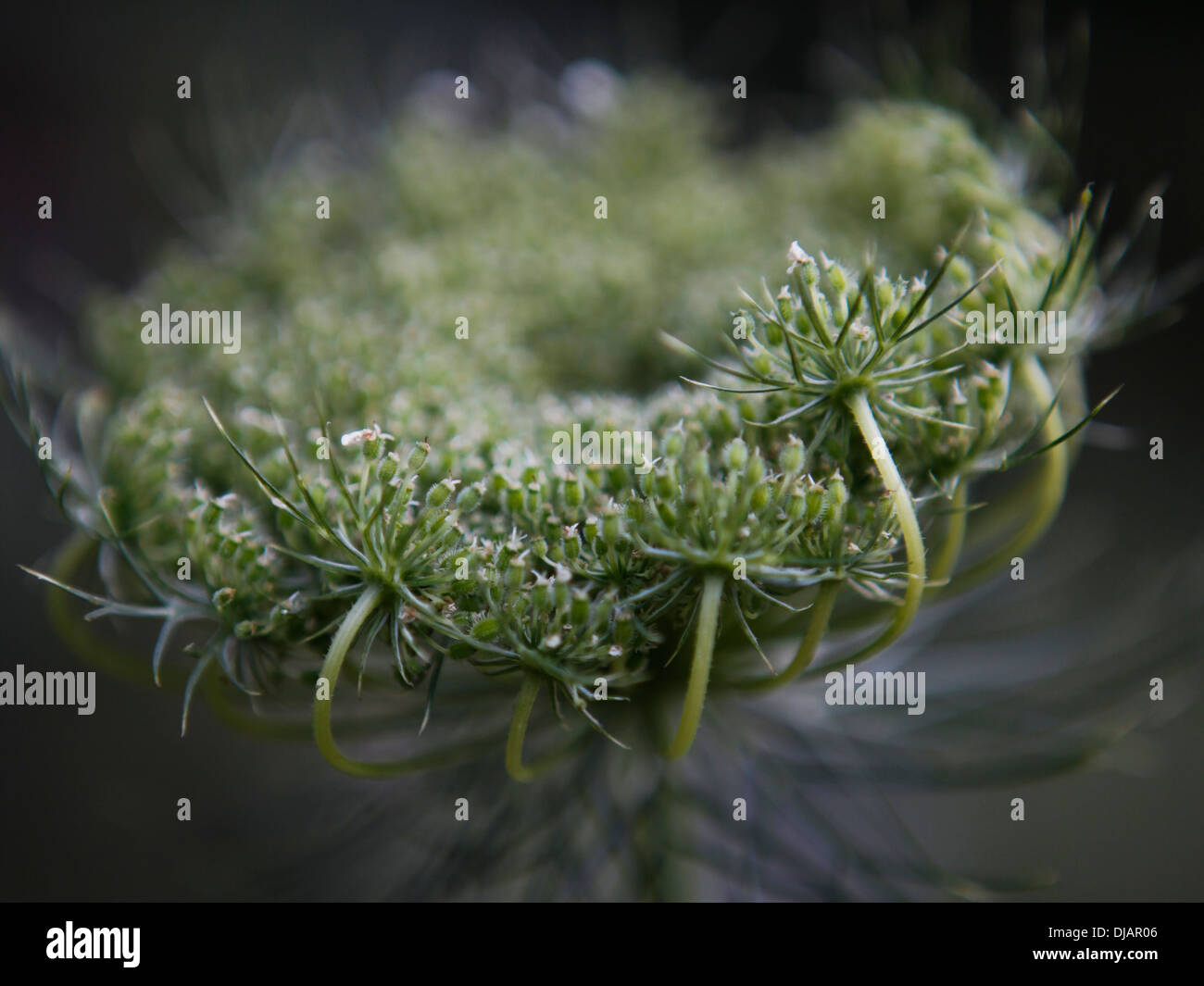 horizontal macro of carrot blossom Stock Photo - Alamy