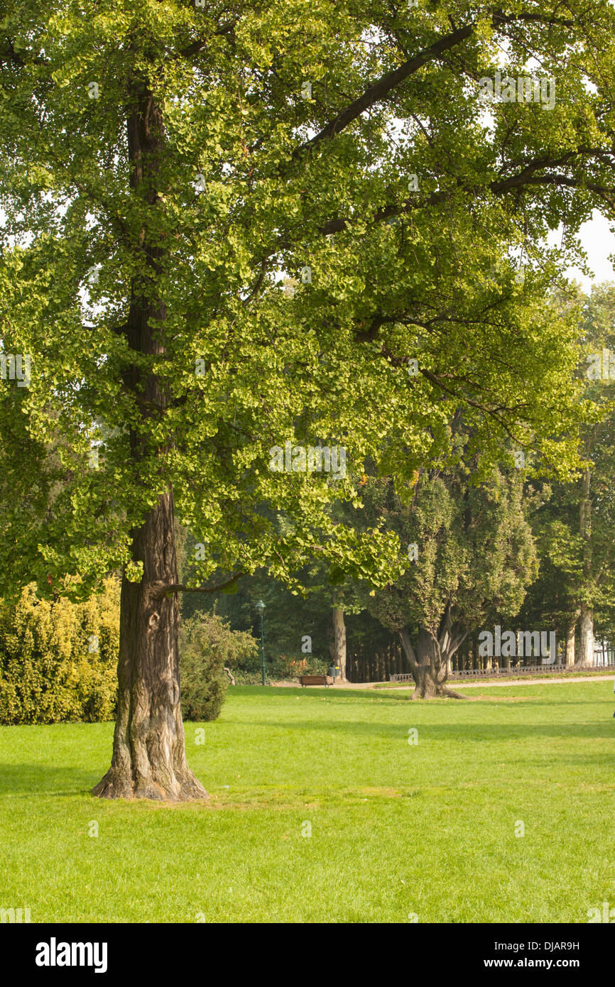 Trees and meadow Stock Photo - Alamy