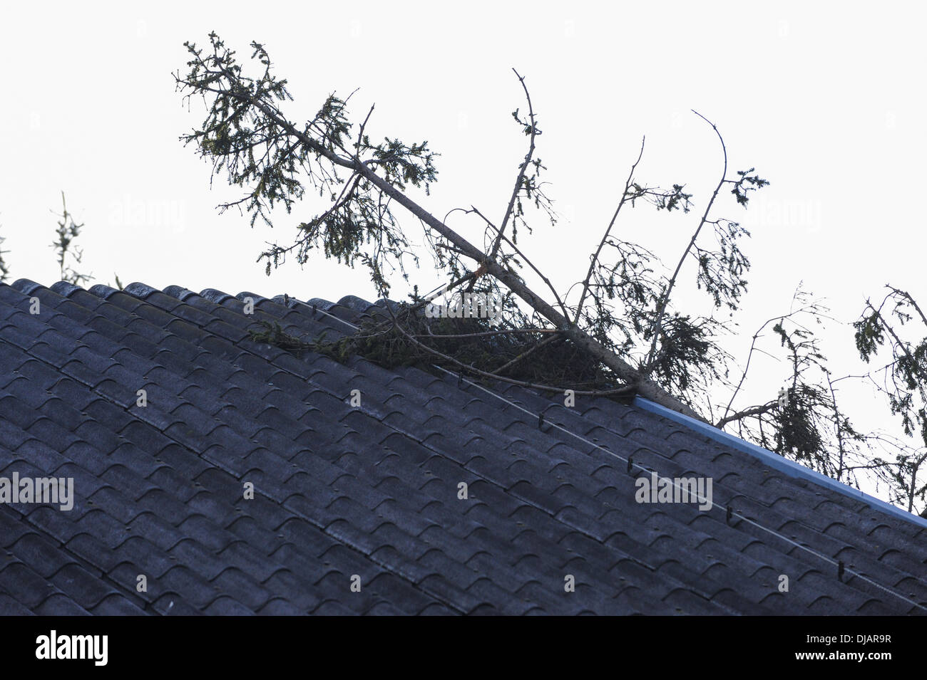 Windthrow High Resolution Stock Photography and Images - Alamy
