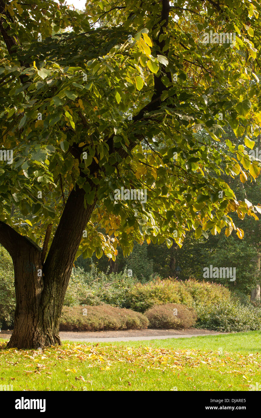Trees and meadow in the park Stock Photo - Alamy