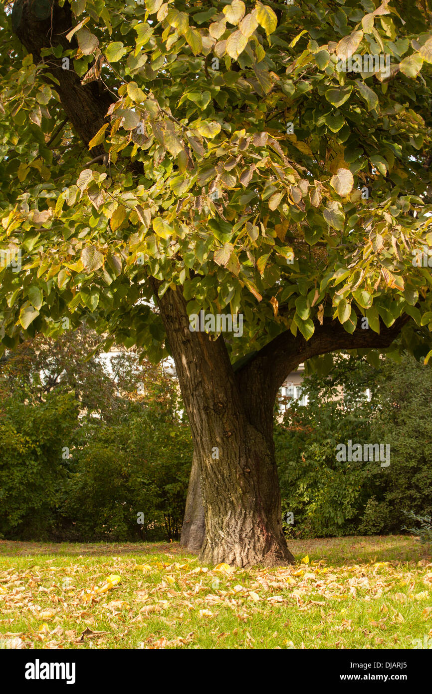 Large tree in meadow hi-res stock photography and images - Alamy