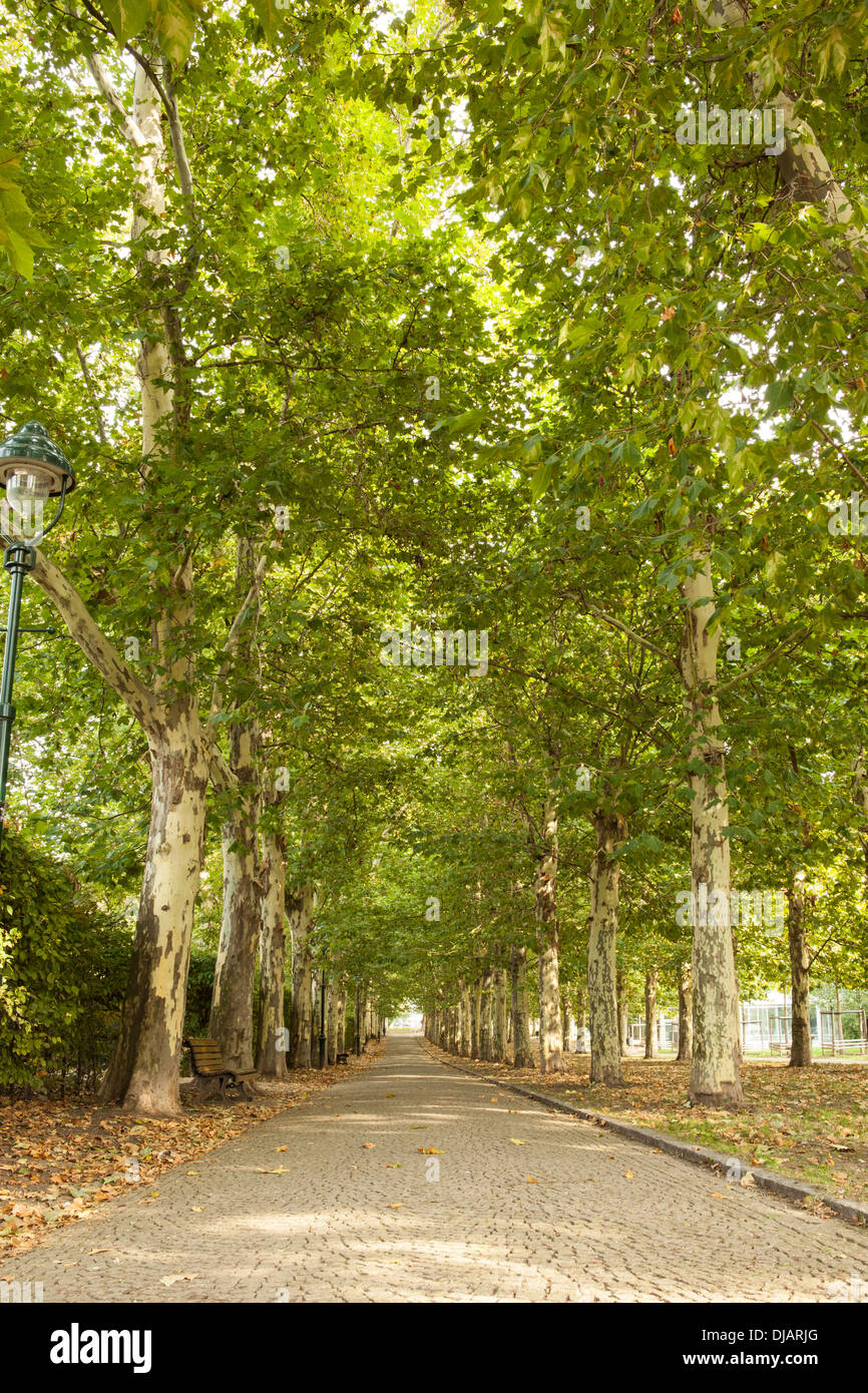 Lined trees hi-res stock photography and images - Alamy