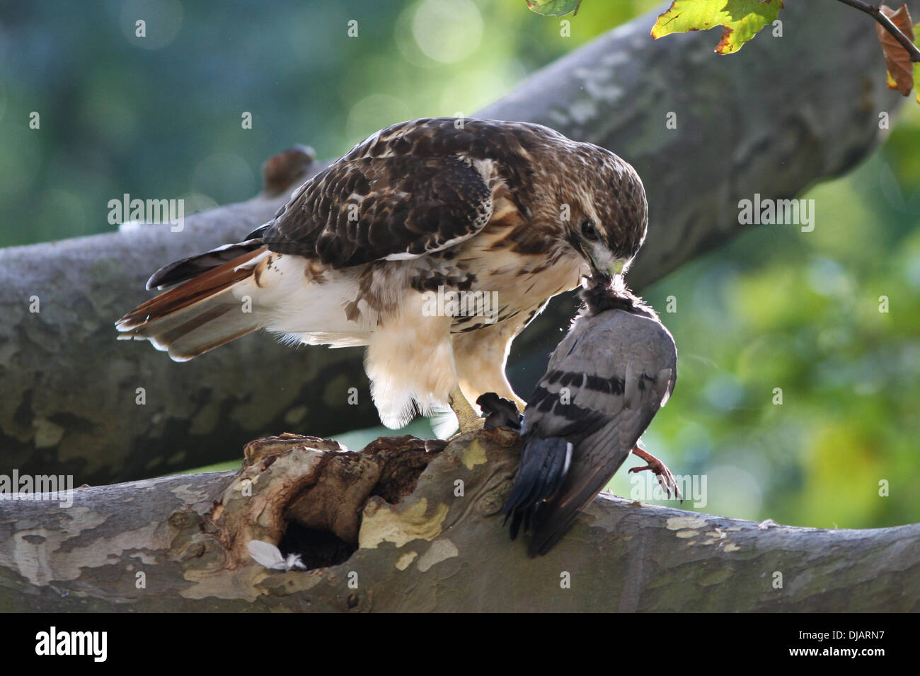 Atmosphere A Red-tailed Hawk sits on a tree branch eating a pigeon in ...