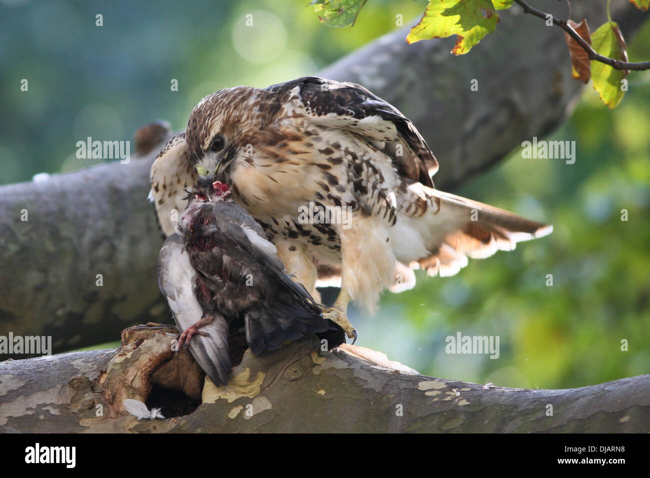 Atmosphere A Red-tailed Hawk sits on a tree branch eating a pigeon in ...
