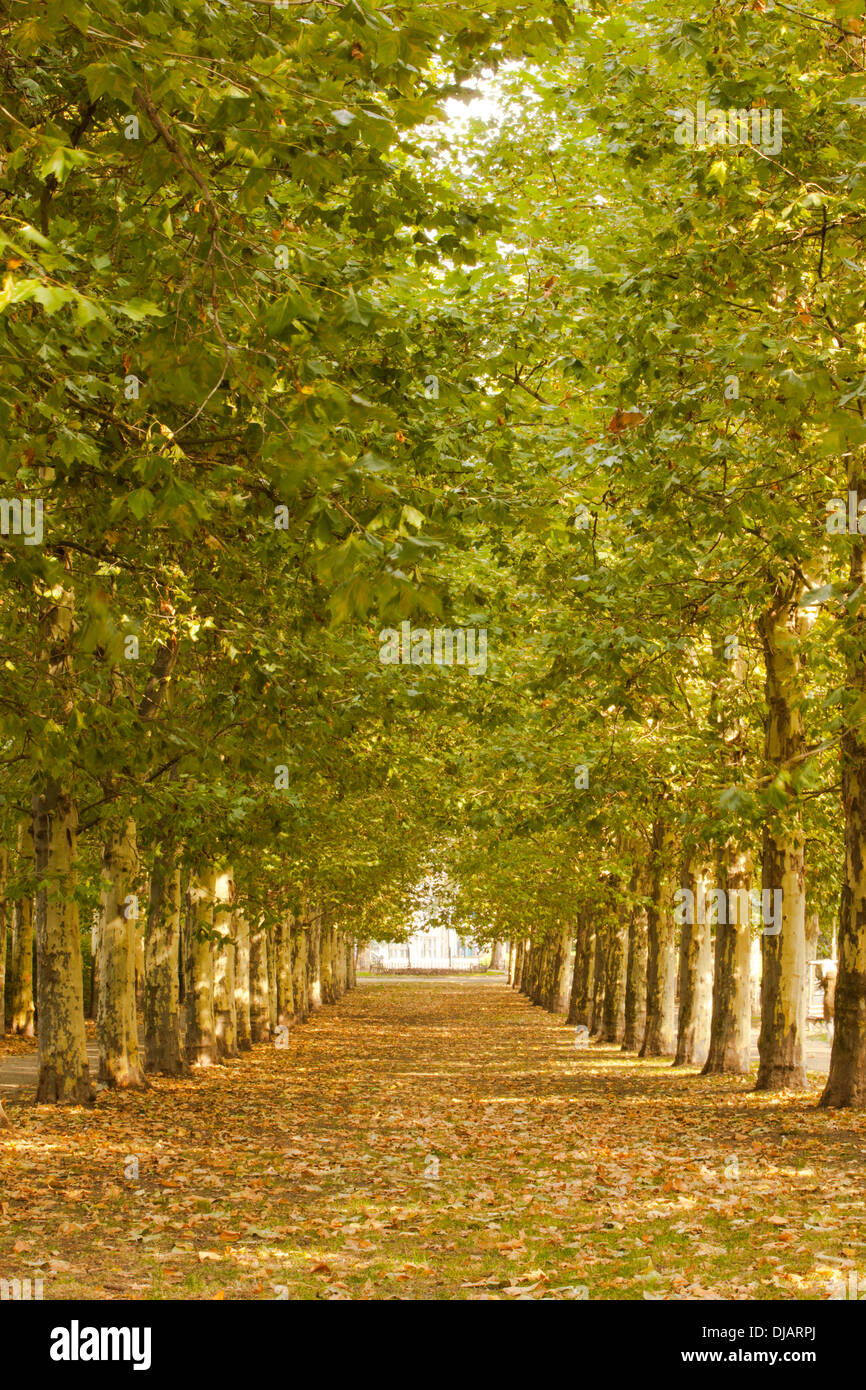 Lined trees hi-res stock photography and images - Alamy