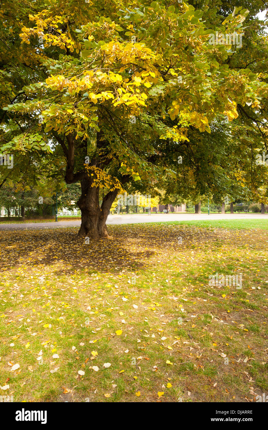 Large tree on meadow in the park Stock Photo - Alamy