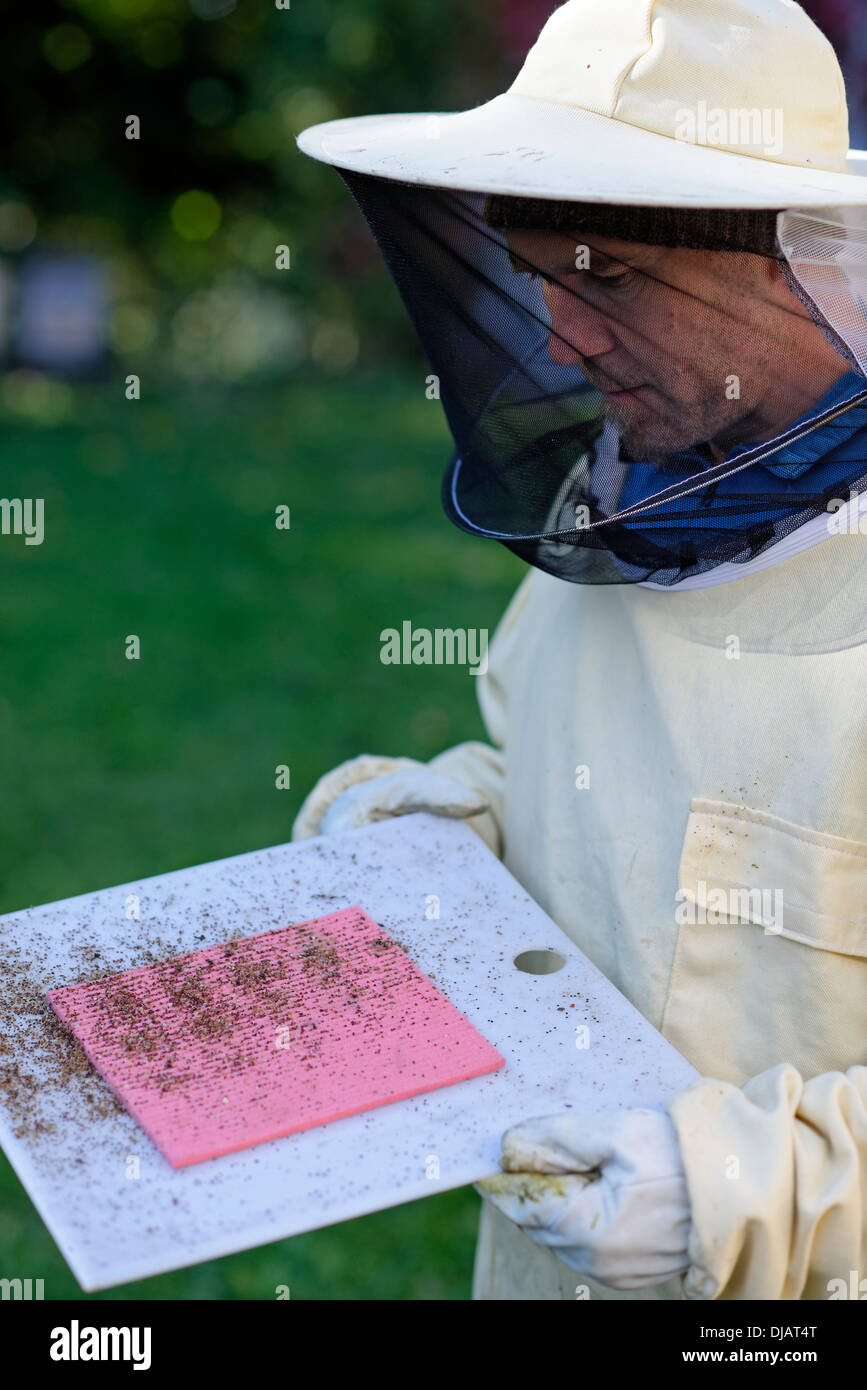 Varroa destructor varroa mite hi-res stock photography and images - Alamy