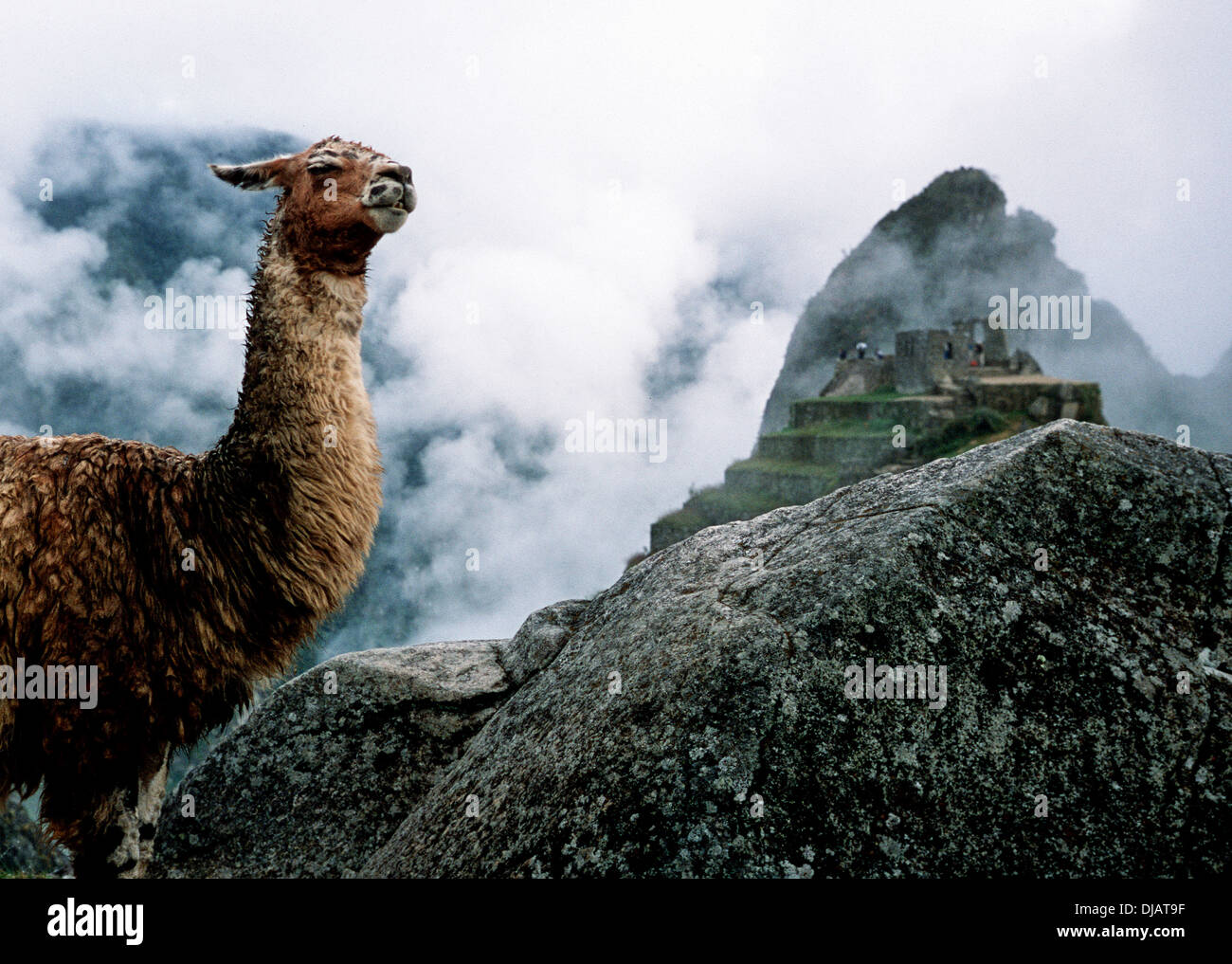 Lllama hi-res stock photography and images - Alamy