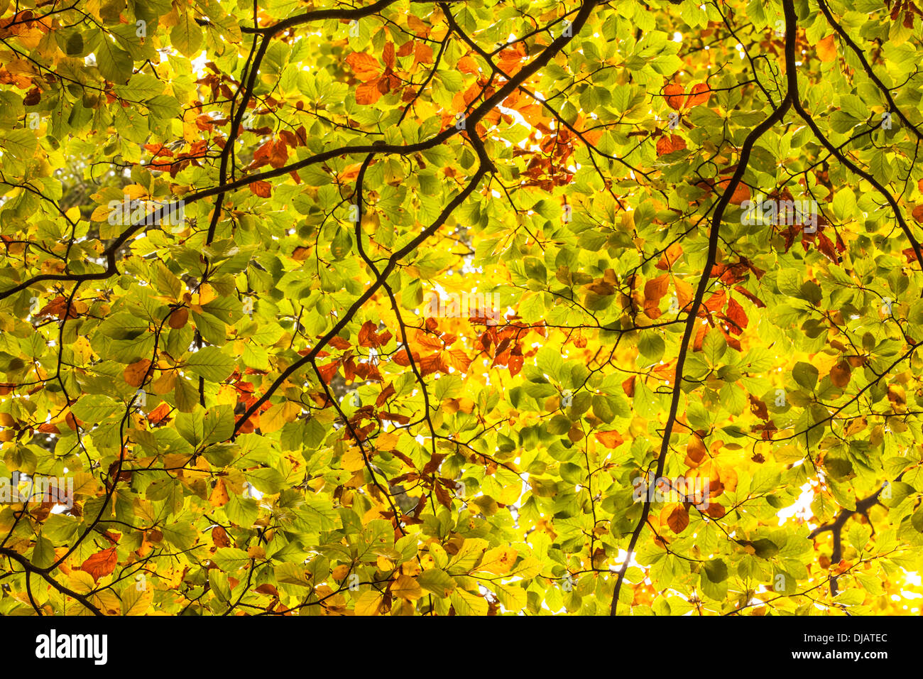 Branches and leaves Stock Photo - Alamy