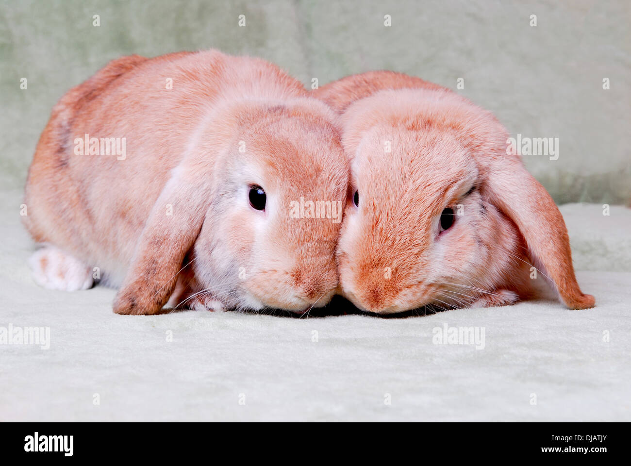 Two white bunny rabbits hi-res stock photography and images - Alamy