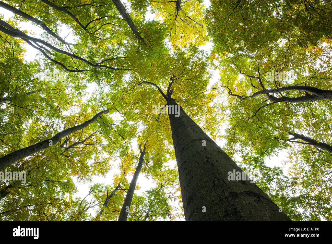 Low angle view of tall trees Stock Photo - Alamy