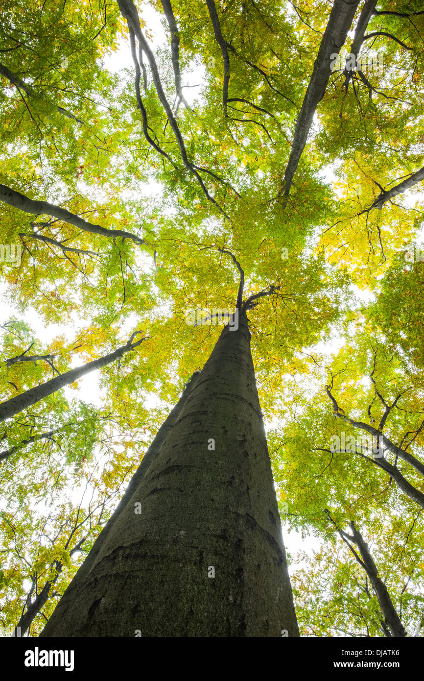 Tall people low angle hi-res stock photography and images - Alamy