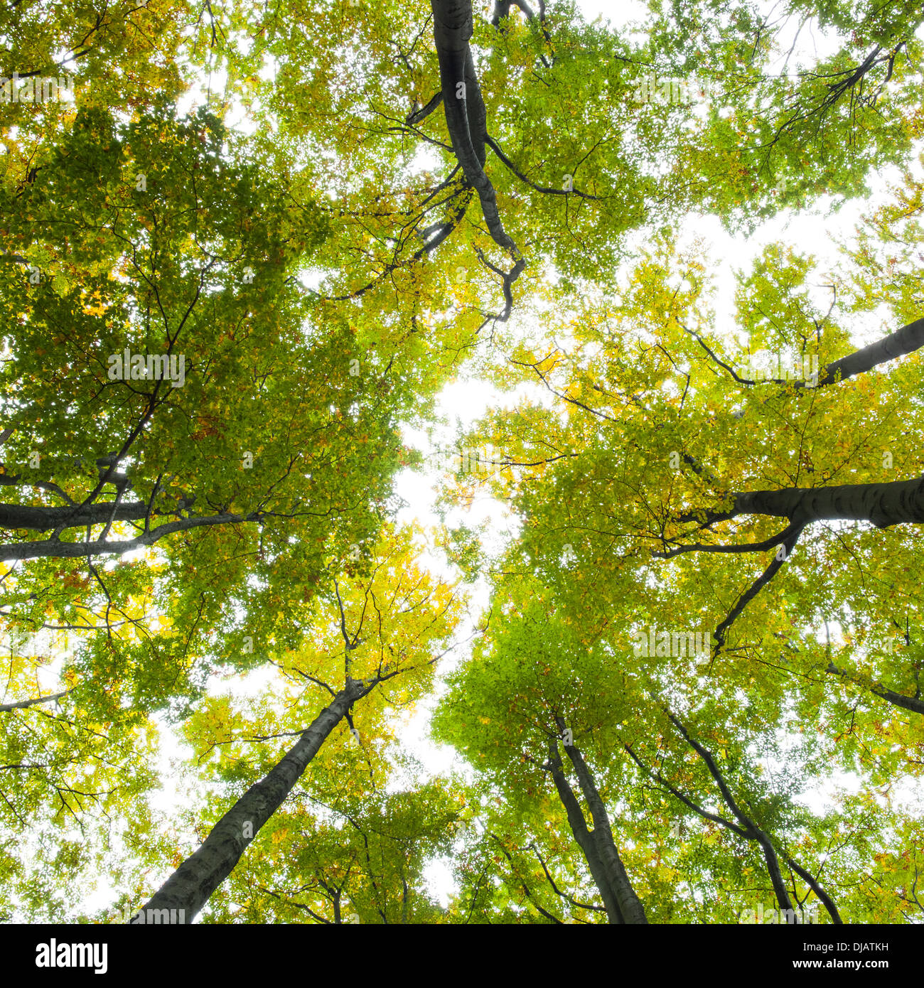 Low angle view of tall trees Stock Photo - Alamy