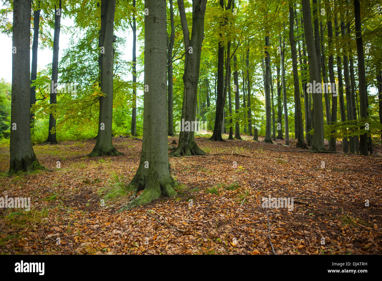 Tree trunks in the forest Stock Photo - Alamy