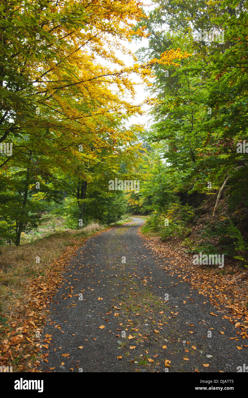 Narrow forest road hi-res stock photography and images - Alamy