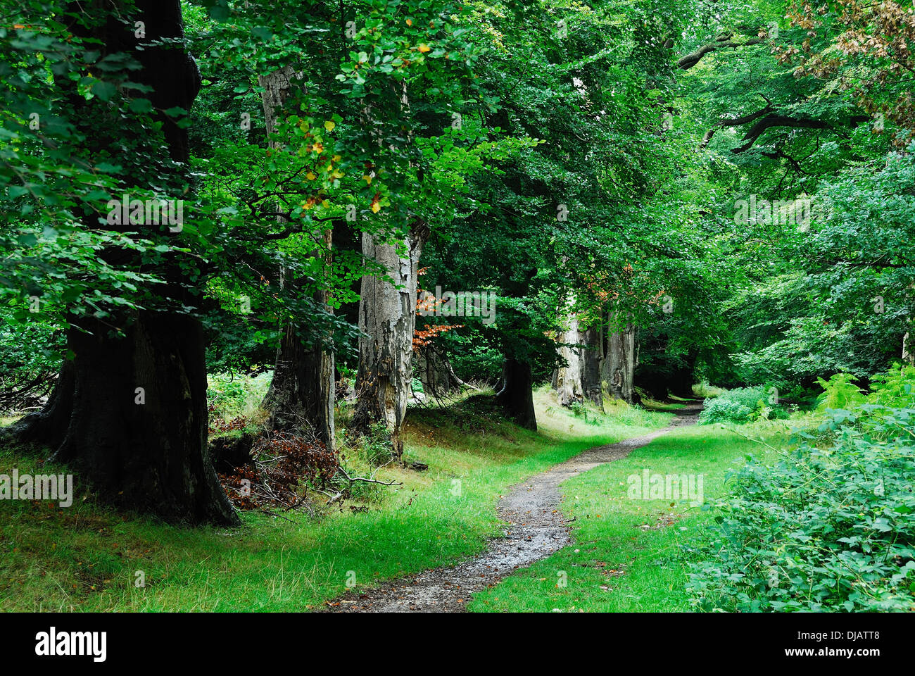 A path in a forest Ashridge UK Stock Photo - Alamy