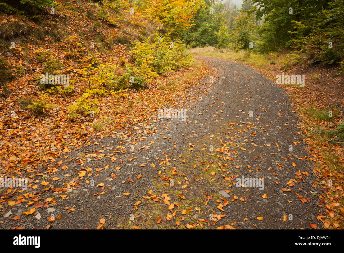 Leaves on tarmac curved country road along trees Stock Photo - Alamy