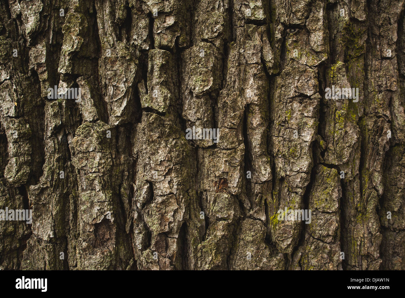 Rough bark hi-res stock photography and images - Alamy