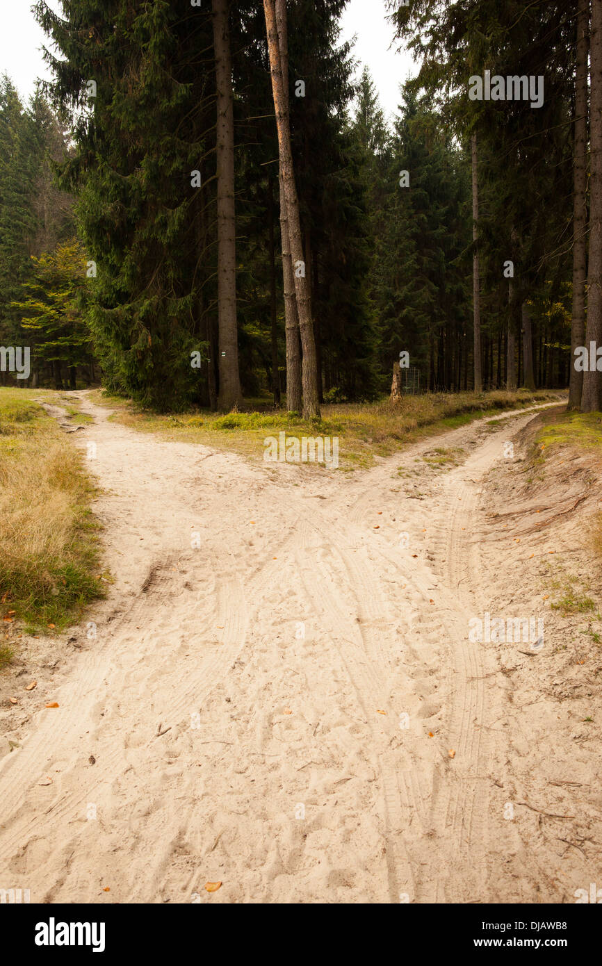 Narrow dirt road leading to two different track along trees Stock Photo ...