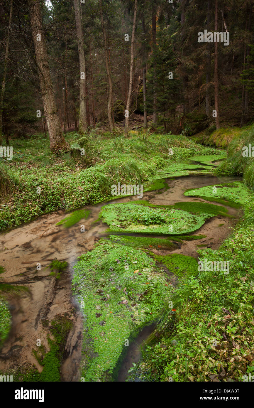 Narrows dry stream along in forest Stock Photo - Alamy