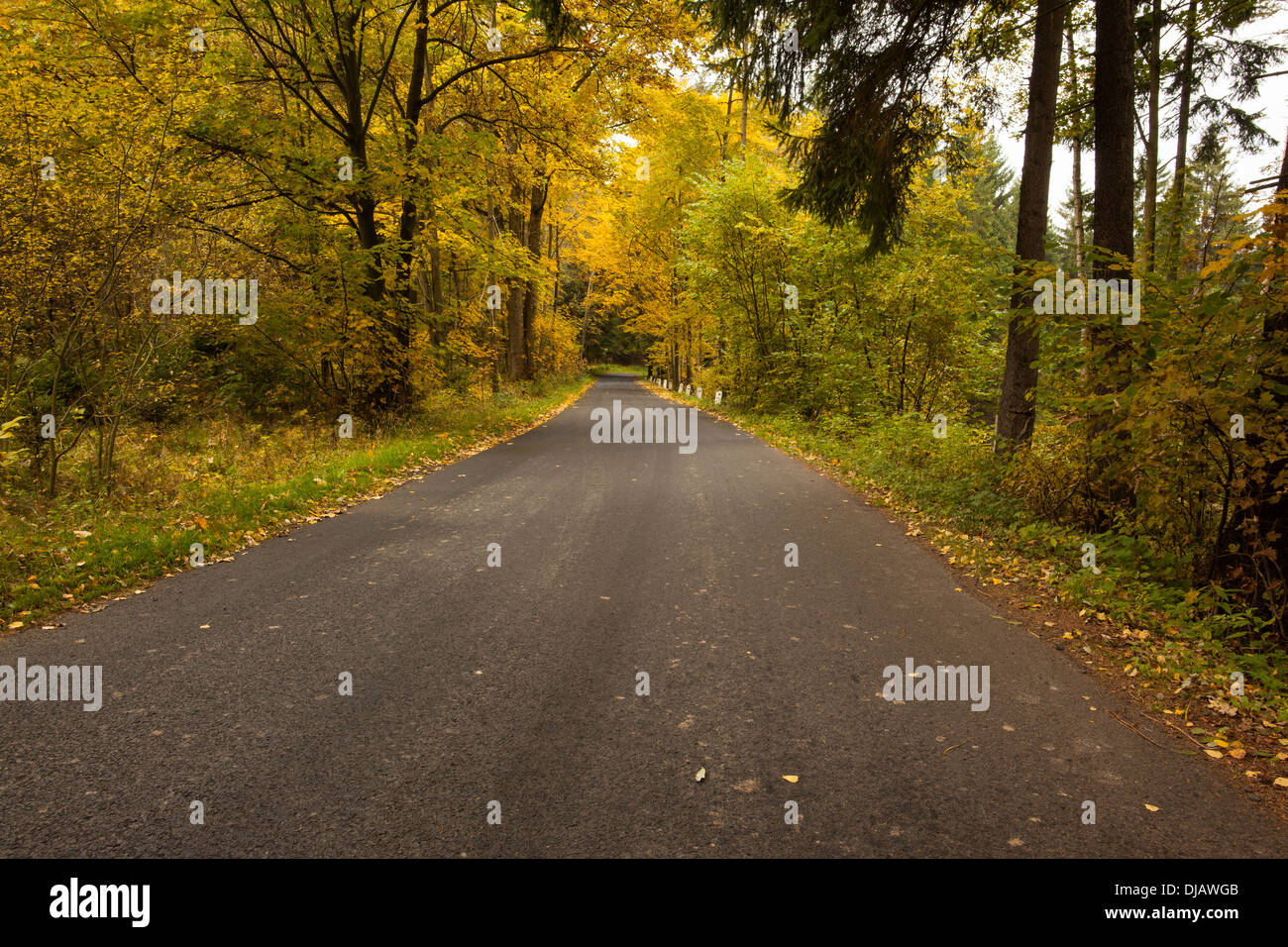 Lush green country road hi-res stock photography and images - Alamy