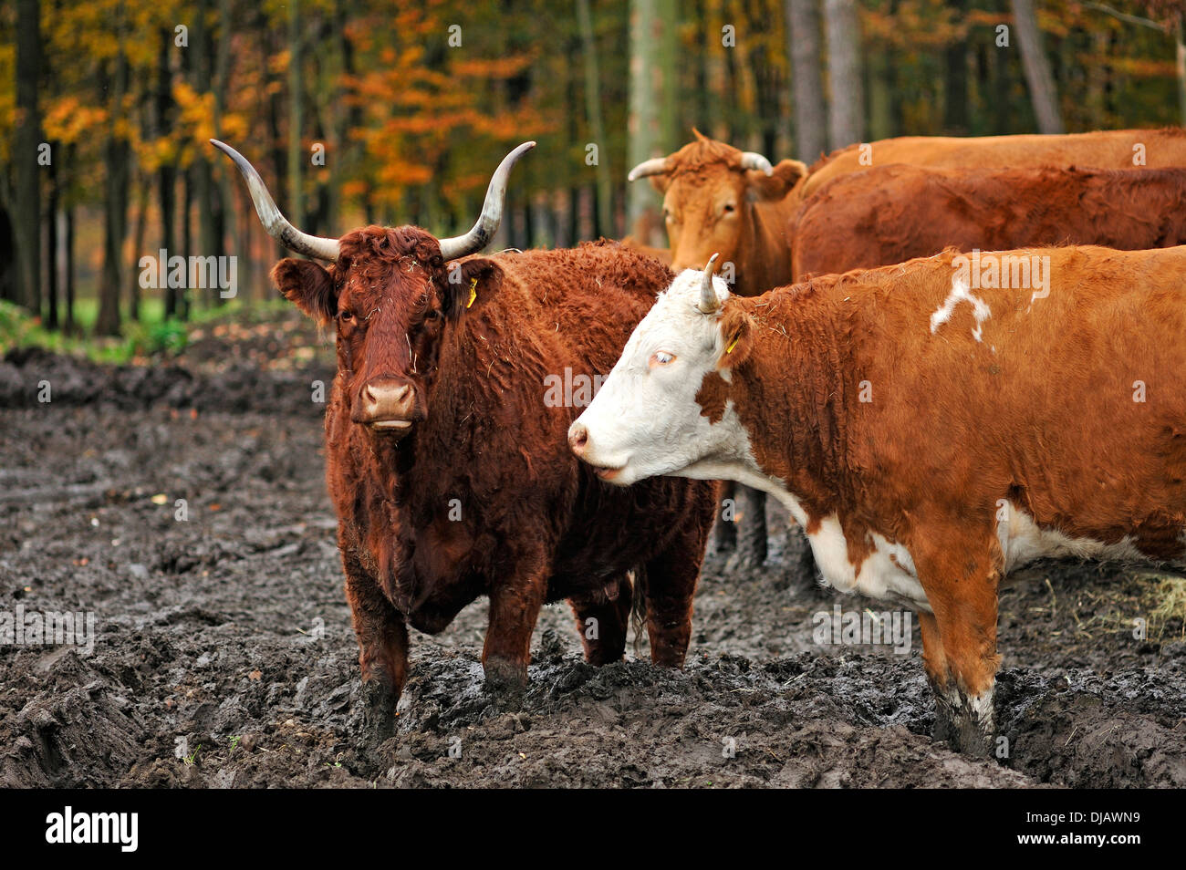 Cows horn horns hi-res stock photography and images - Alamy