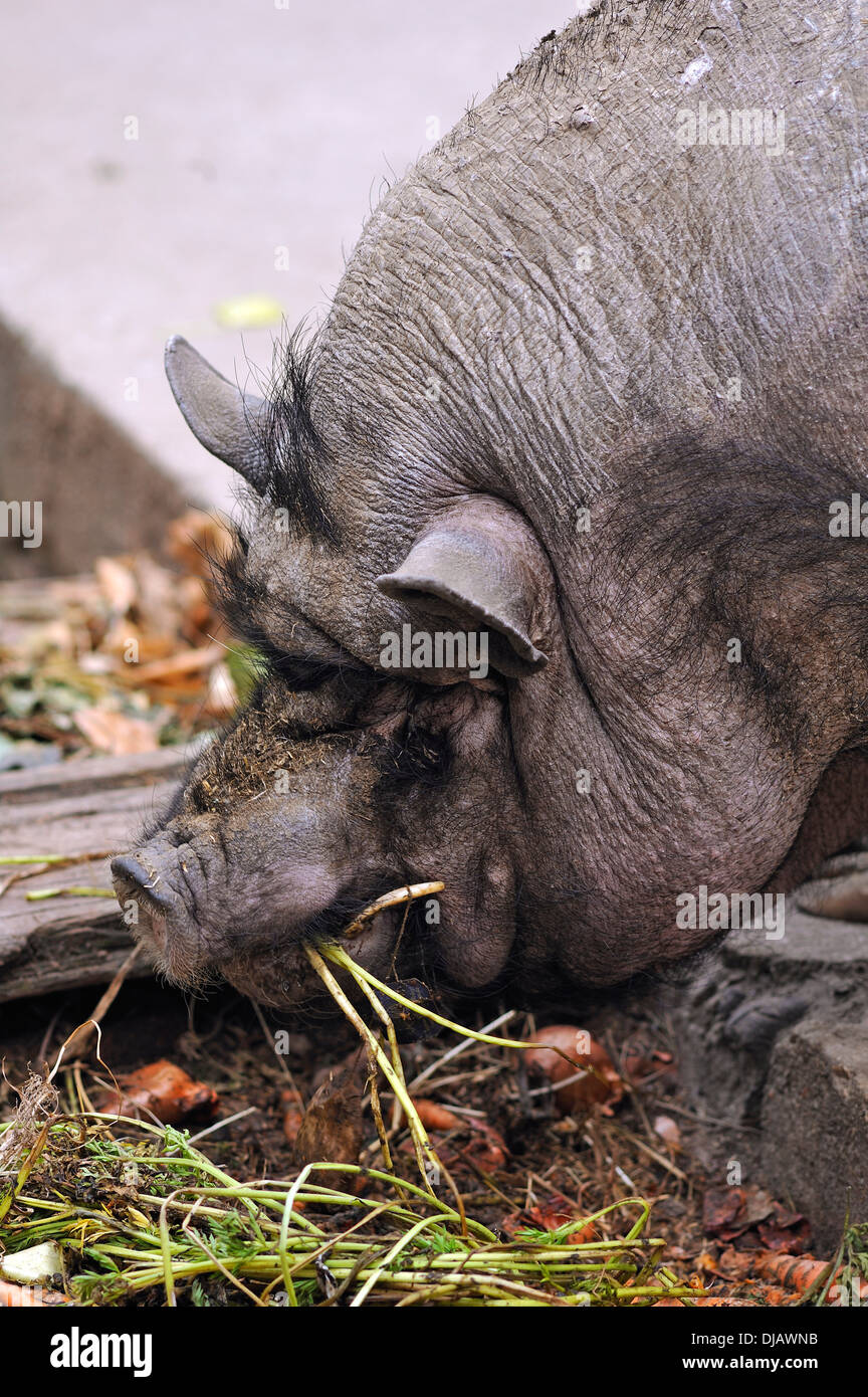 Vietnamese Pot-bellied Pig, Bavaria, Germany Stock Photo - Alamy