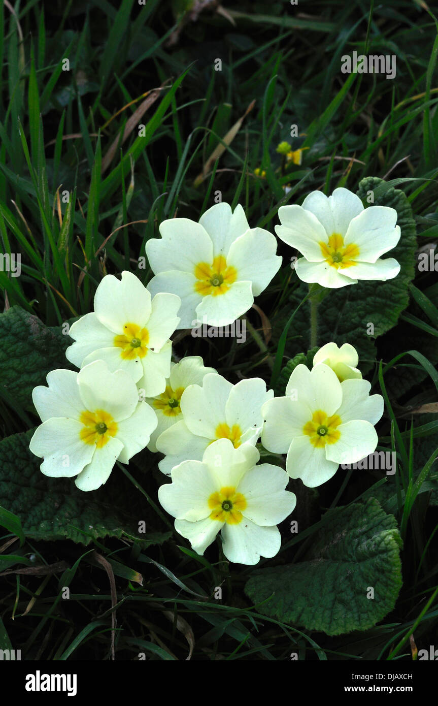 Primroses in full bloom hi-res stock photography and images - Alamy
