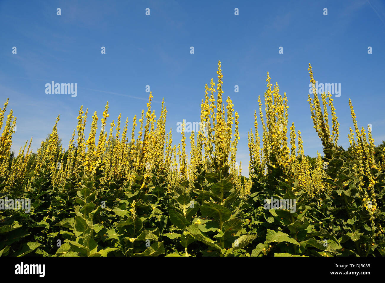 Densiflorum hi-res stock photography and images - Alamy