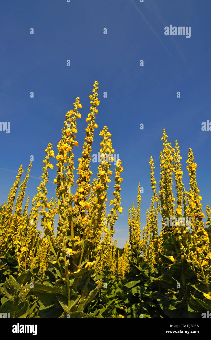 Densiflorum hi-res stock photography and images - Alamy