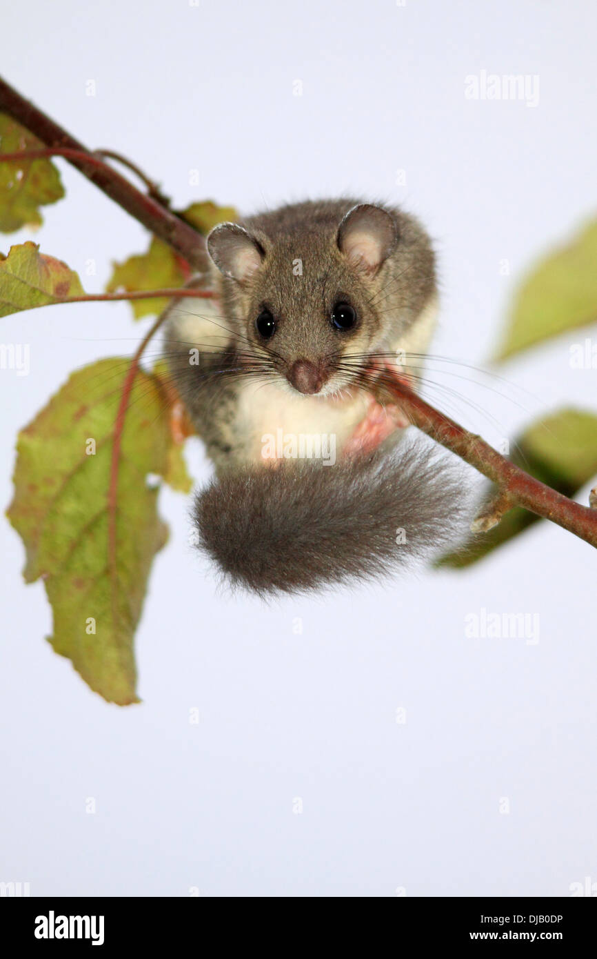 Edible dormouse tail hi-res stock photography and images - Alamy