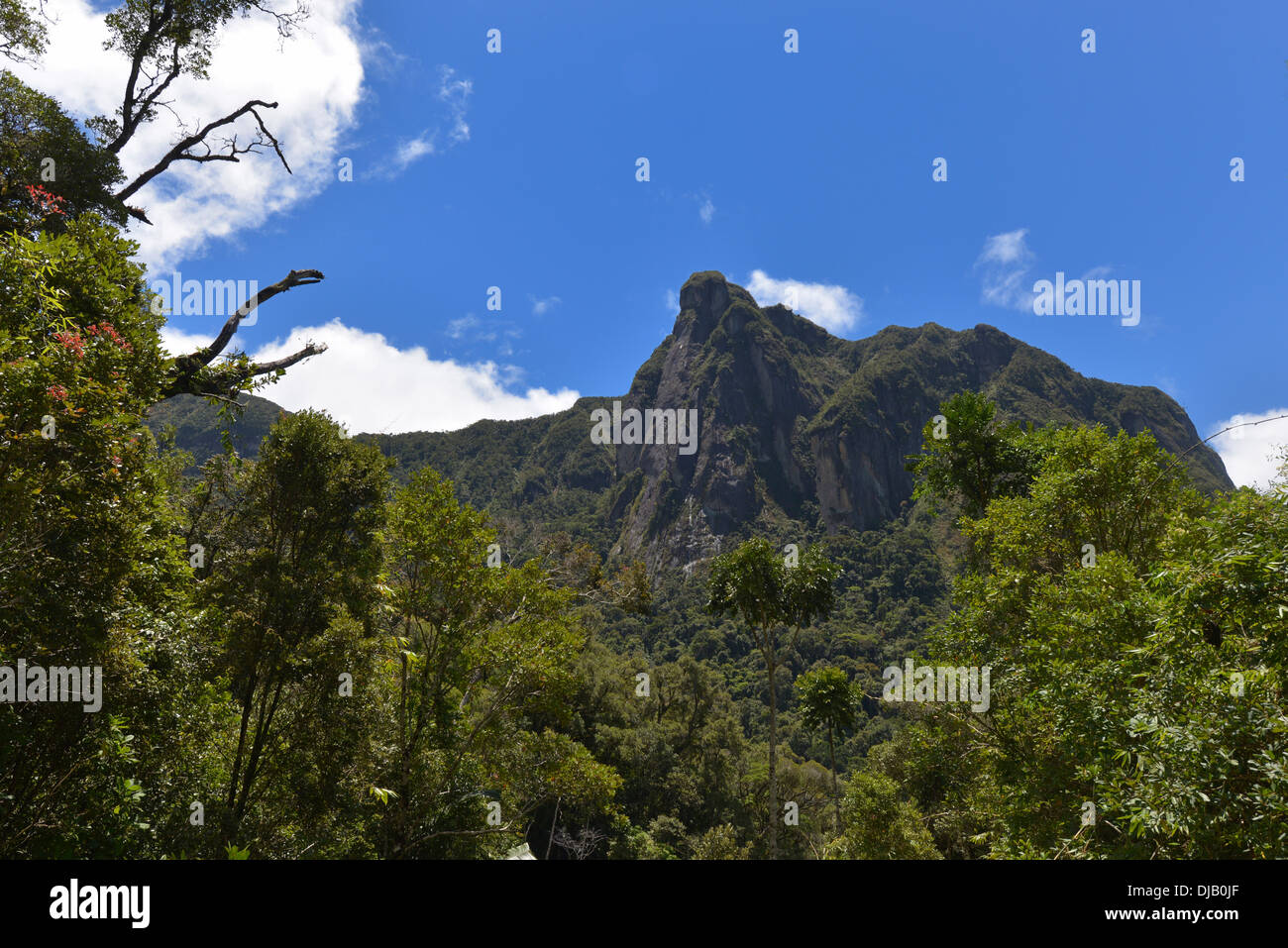 Marojejy National Park, Sava Region, Madagascar Stock Photo - Alamy