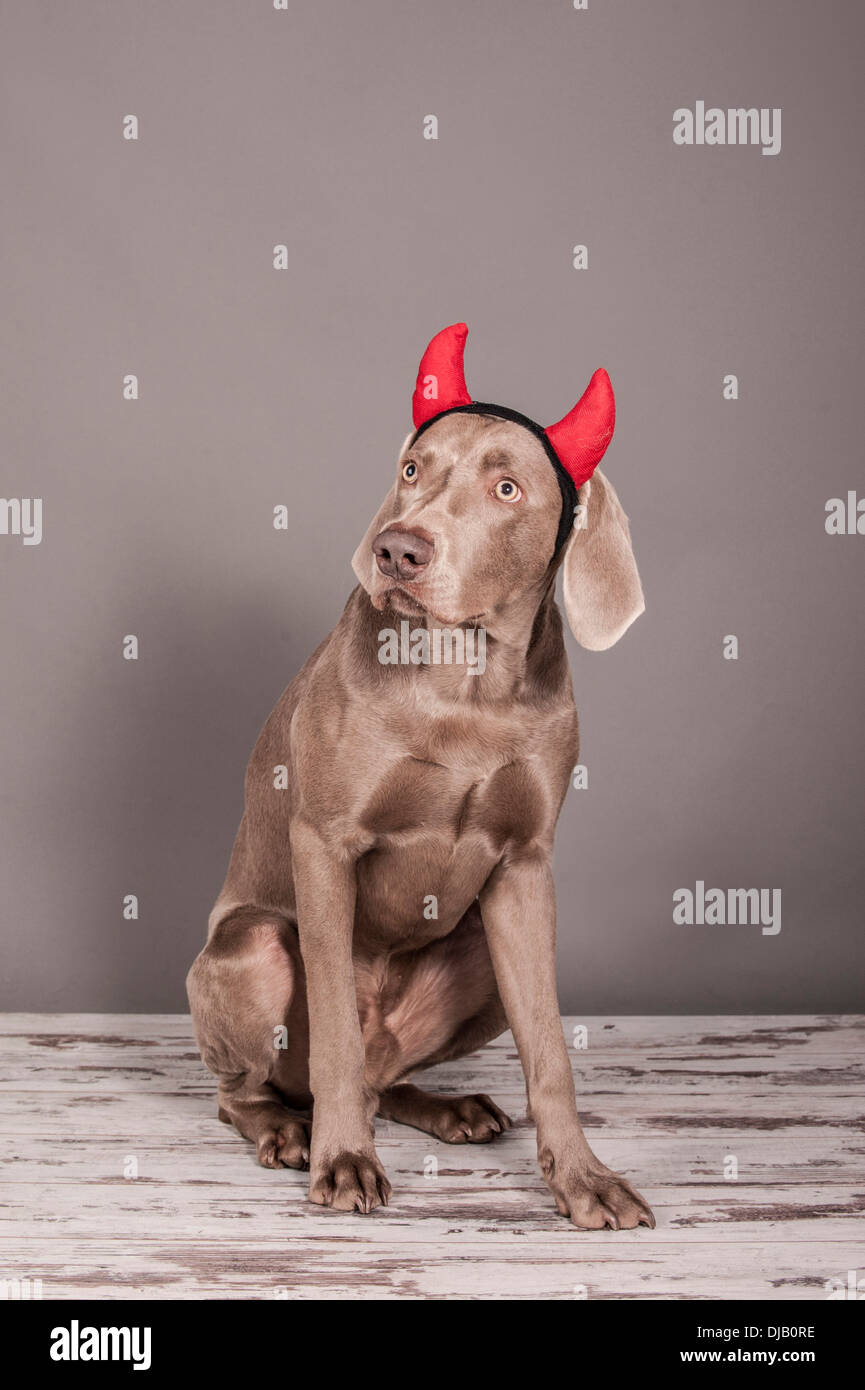Devil dog hi-res stock photography and images - Alamy
