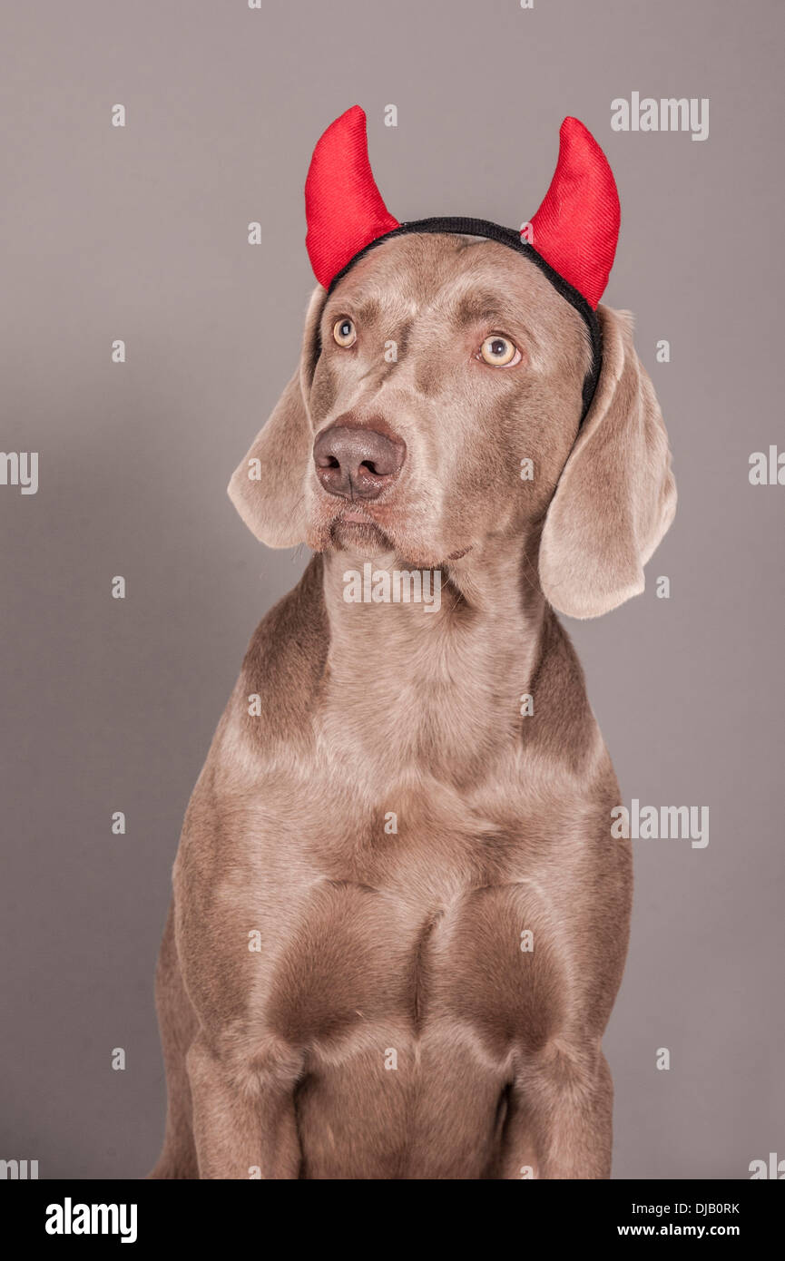Devil dog hi-res stock photography and images - Alamy
