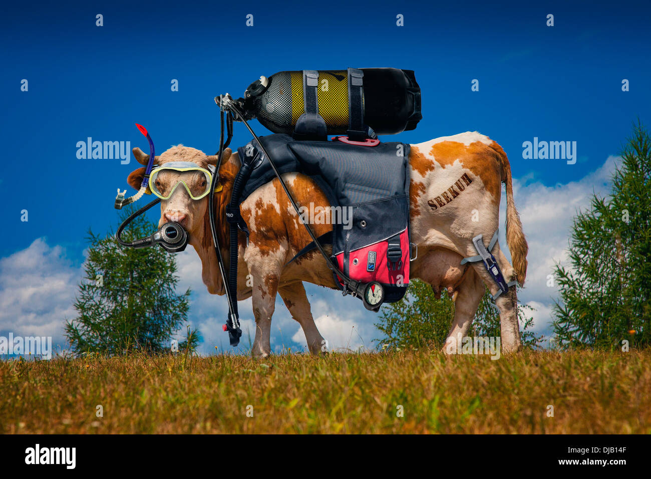 "Seekuh", cow with scuba-diving equipment standing on an alpine pasture ...