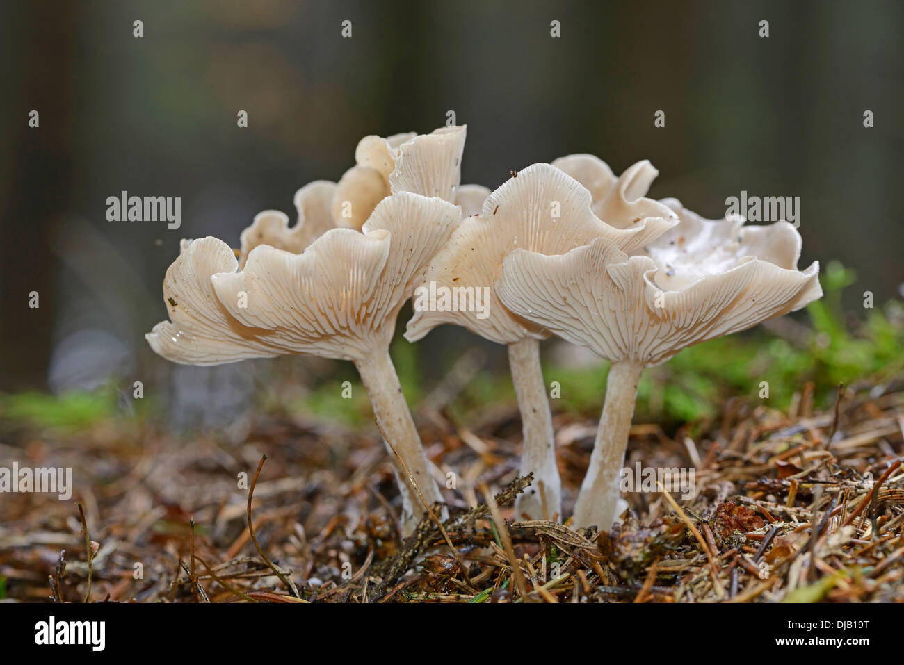 Lower mushrooms hi-res stock photography and images - Alamy