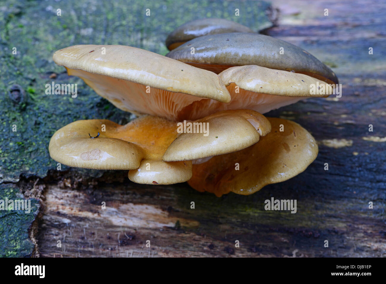 Applanatus hi-res stock photography and images - Alamy