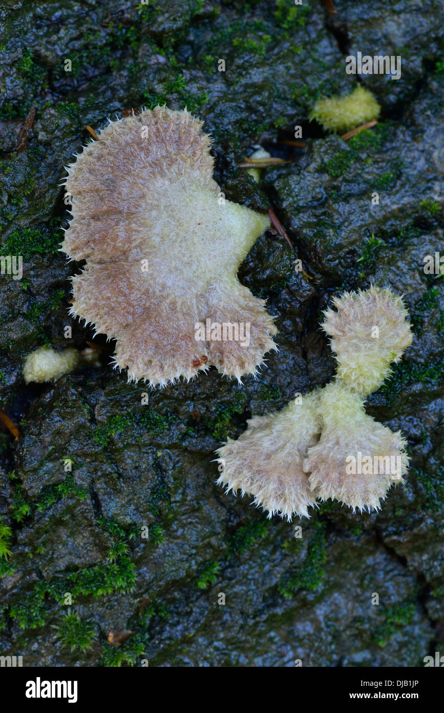 Split gill fungi hi-res stock photography and images - Alamy