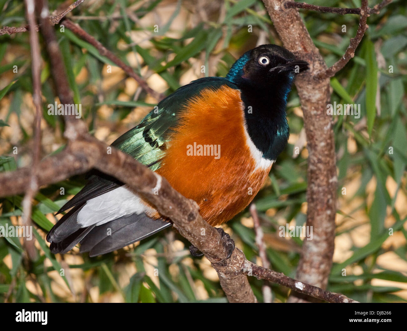 Superbus hi-res stock photography and images - Alamy