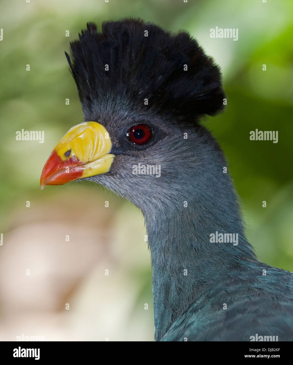 Great Blue Turaco (corythaeola cristata Stock Photo - Alamy