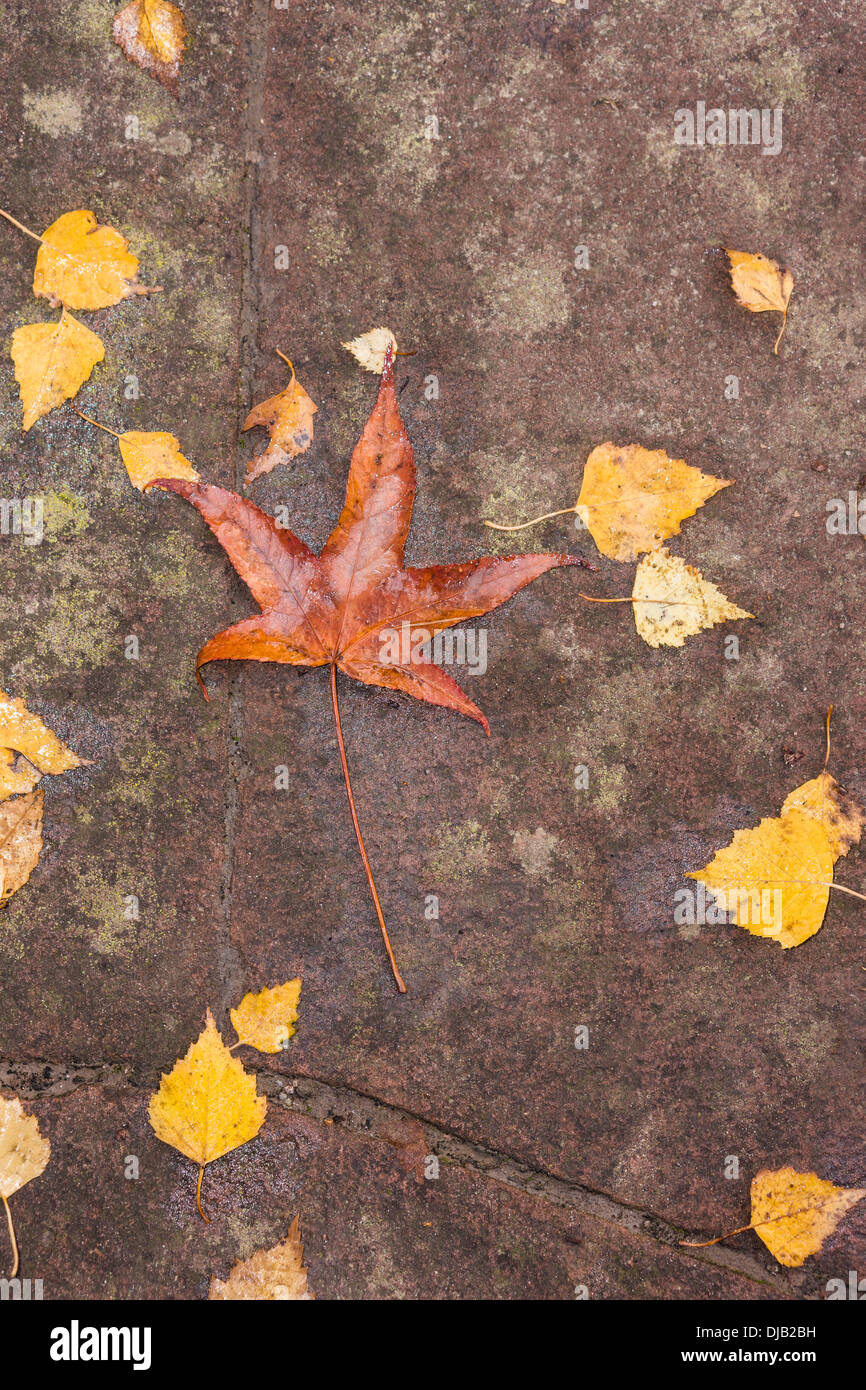 moist autumn leaves on a footpath Stock Photo - Alamy