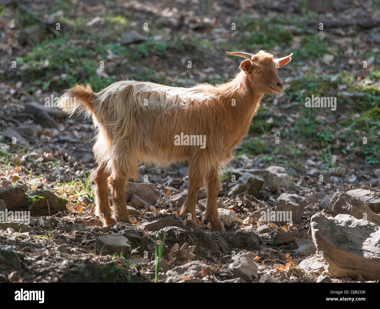 Sicily goat hi-res stock photography and images - Alamy