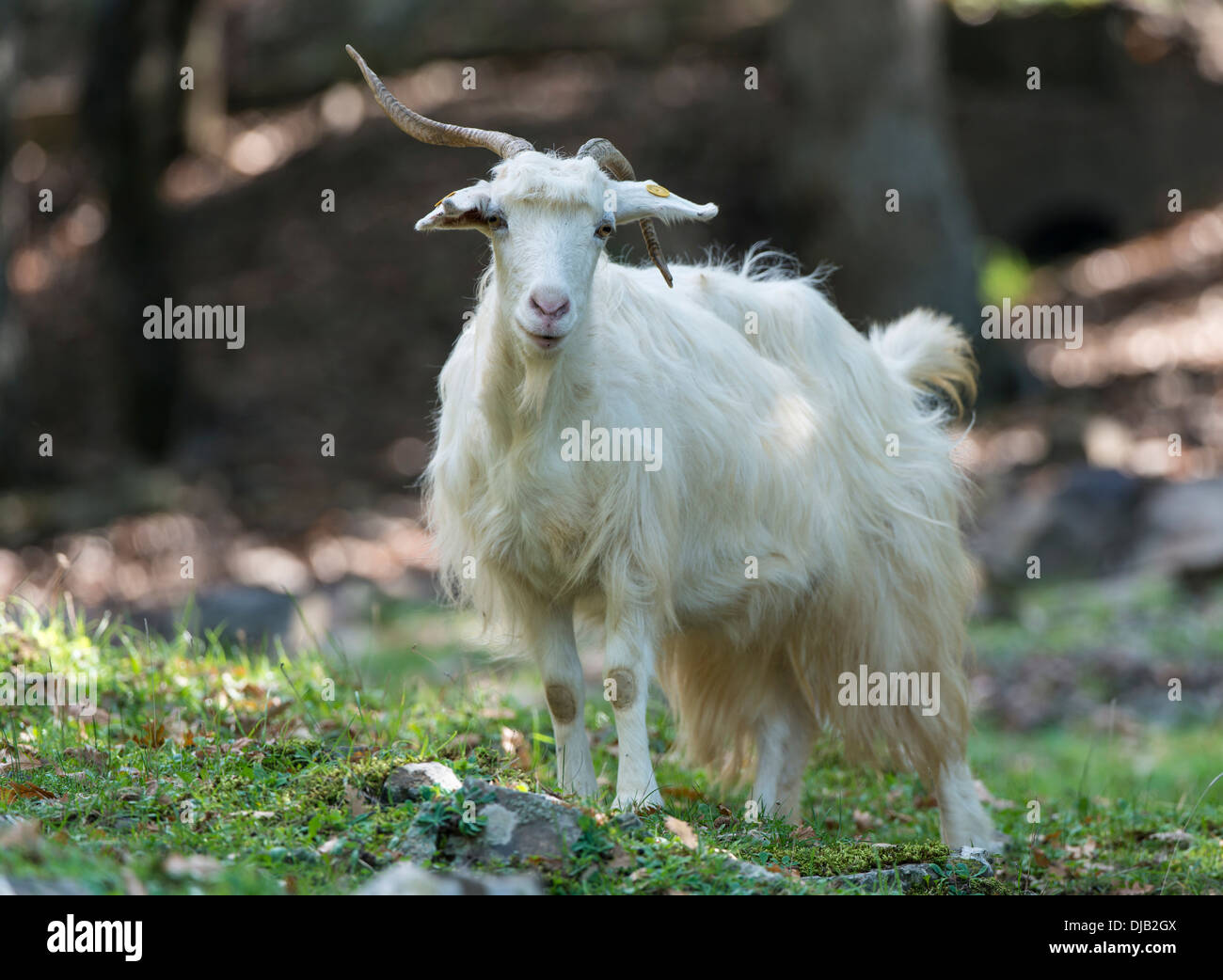 White goat hi-res stock photography and images - Alamy