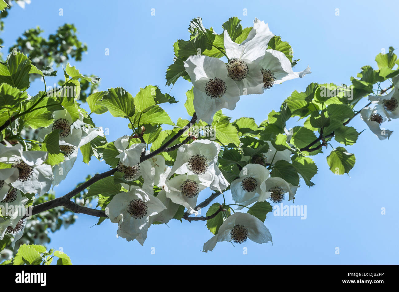 Dove Tree, Handkerchief Tree or Ghost Tree (Davidia involucrata ...