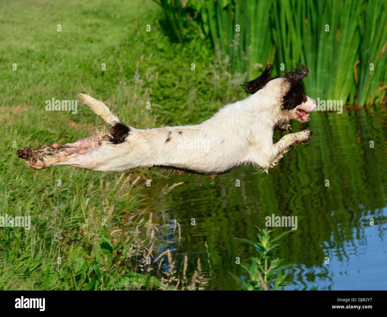 springer spaniel jumping into water Stock Photo - Alamy